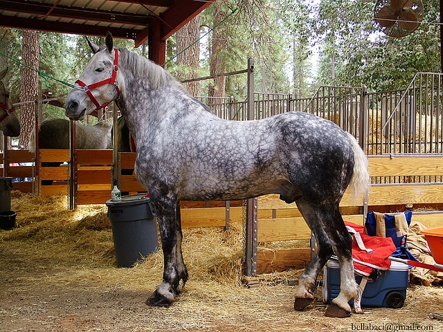 Draft Horse Competition | Go Grass Valley